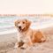 SEASIDE PUPS - Updated August 2025 - 5544 Cynthia Ln, Naples, Florida ...