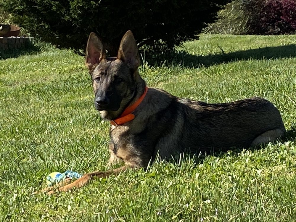 DICKSON ANIMAL CLINIC - Updated May 2025 - 29 Photos & 23 Reviews ...