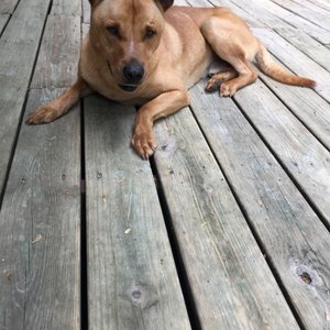 HELPING HOUNDS DOG RESCUE - 23 Reviews - Pet Adoption - 7268 Caswell ...