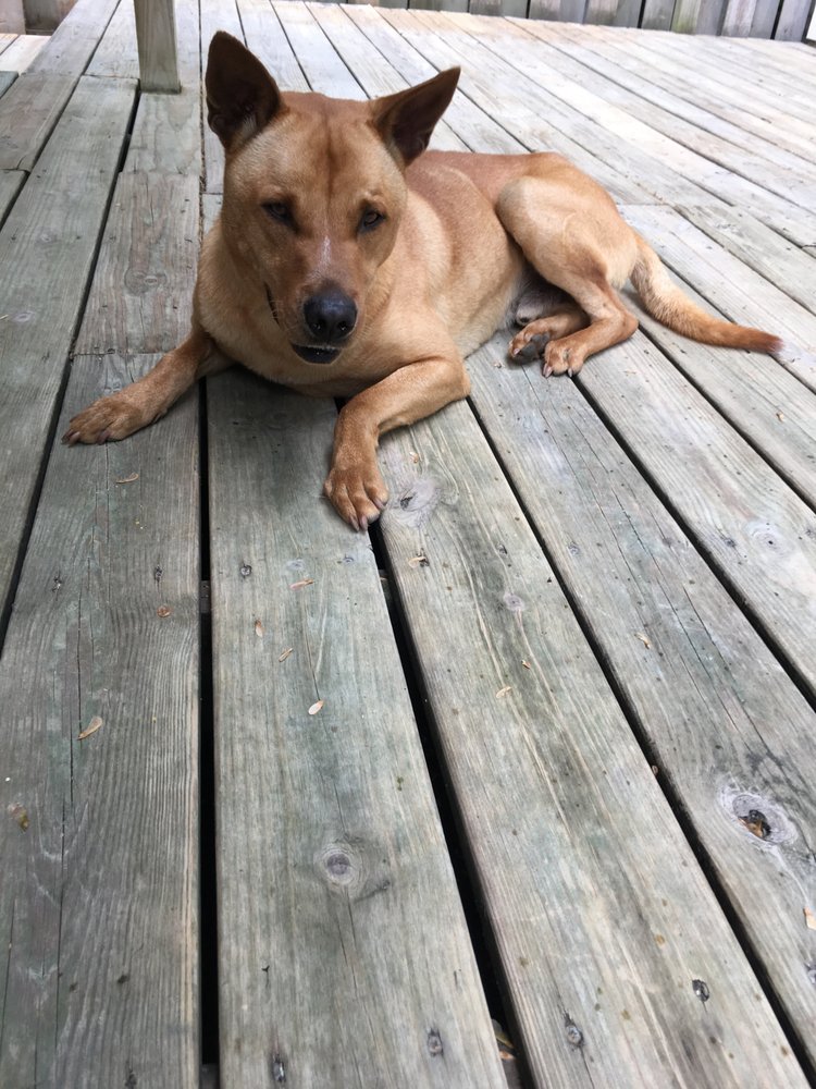 HELPING HOUNDS DOG RESCUE - 24 Reviews - 7268 Caswell Ave, North ...