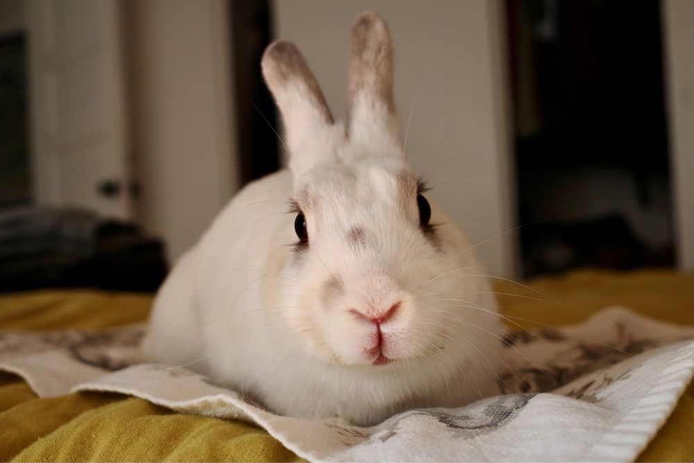 BUNNY WORLD FOUNDATION - 314 Photos & 141 Reviews - Animal Shelters ...