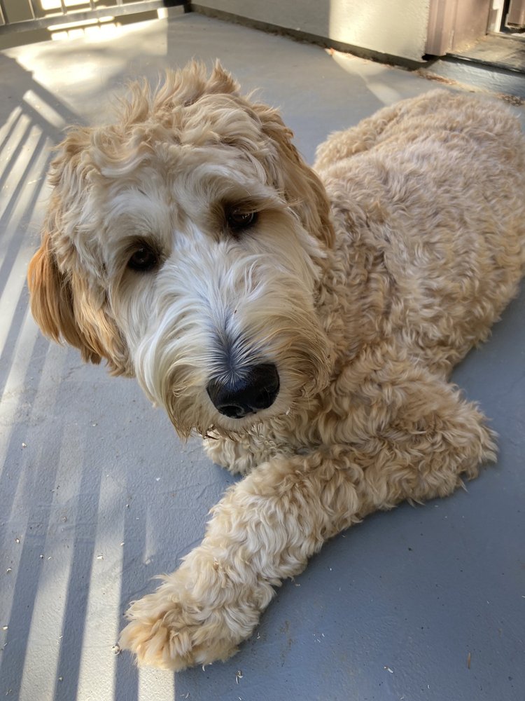 PRIMAL NEEDS BEHAVIORAL SOLUTIONS - Updated March 2025 - 31 Photos & 44 Reviews - Sacramento ...