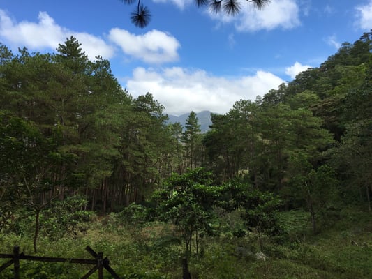 BUCARI PINE TREE FOREST - Updated March 2025 - Leon, Iloilo ...