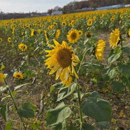 SEPTEMBER FARM CHEESE - Updated July 2025 - 212 Photos & 179 Reviews ...