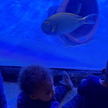 SEA LIFE GRAPEVINE AQUARIUM - Updated June 2024 - 433 Photos & 245 ...