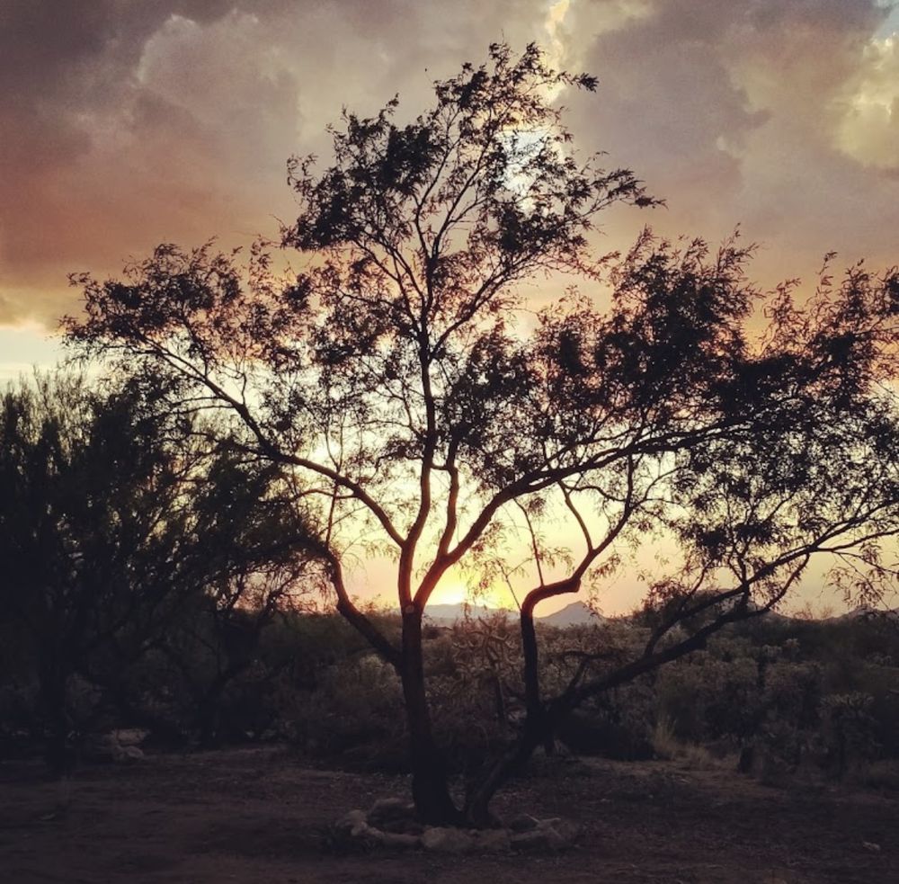 THAT TREE GUY - Updated November 2024 - Request a Quote - Tucson ...