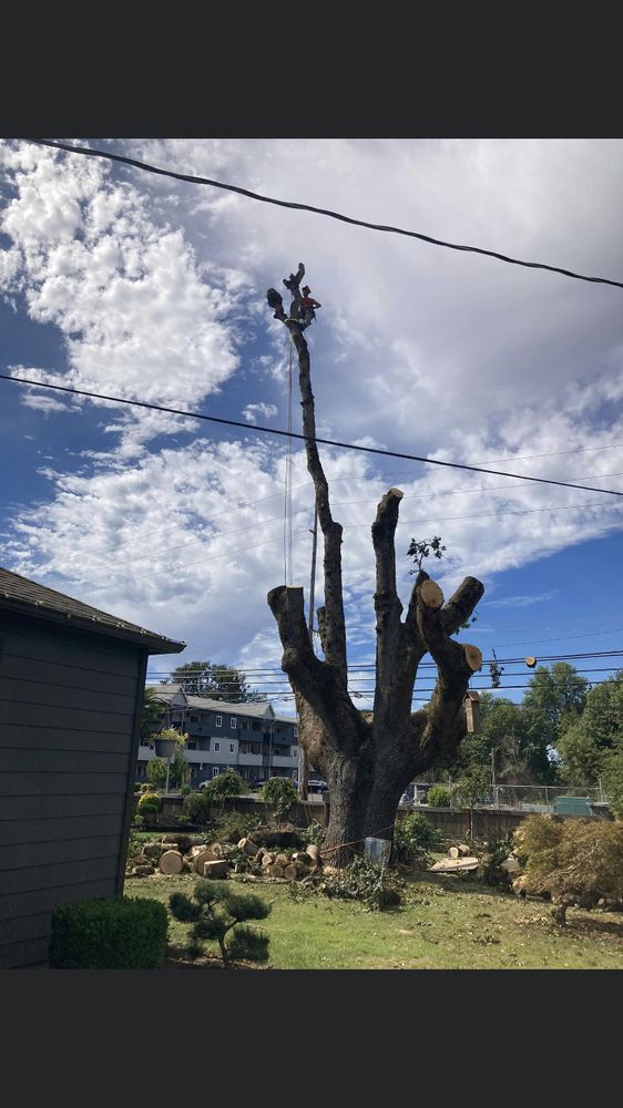 FUNKY MONKEY TREE SERVICE - Updated March 2025 - 14 Photos - Amity ...