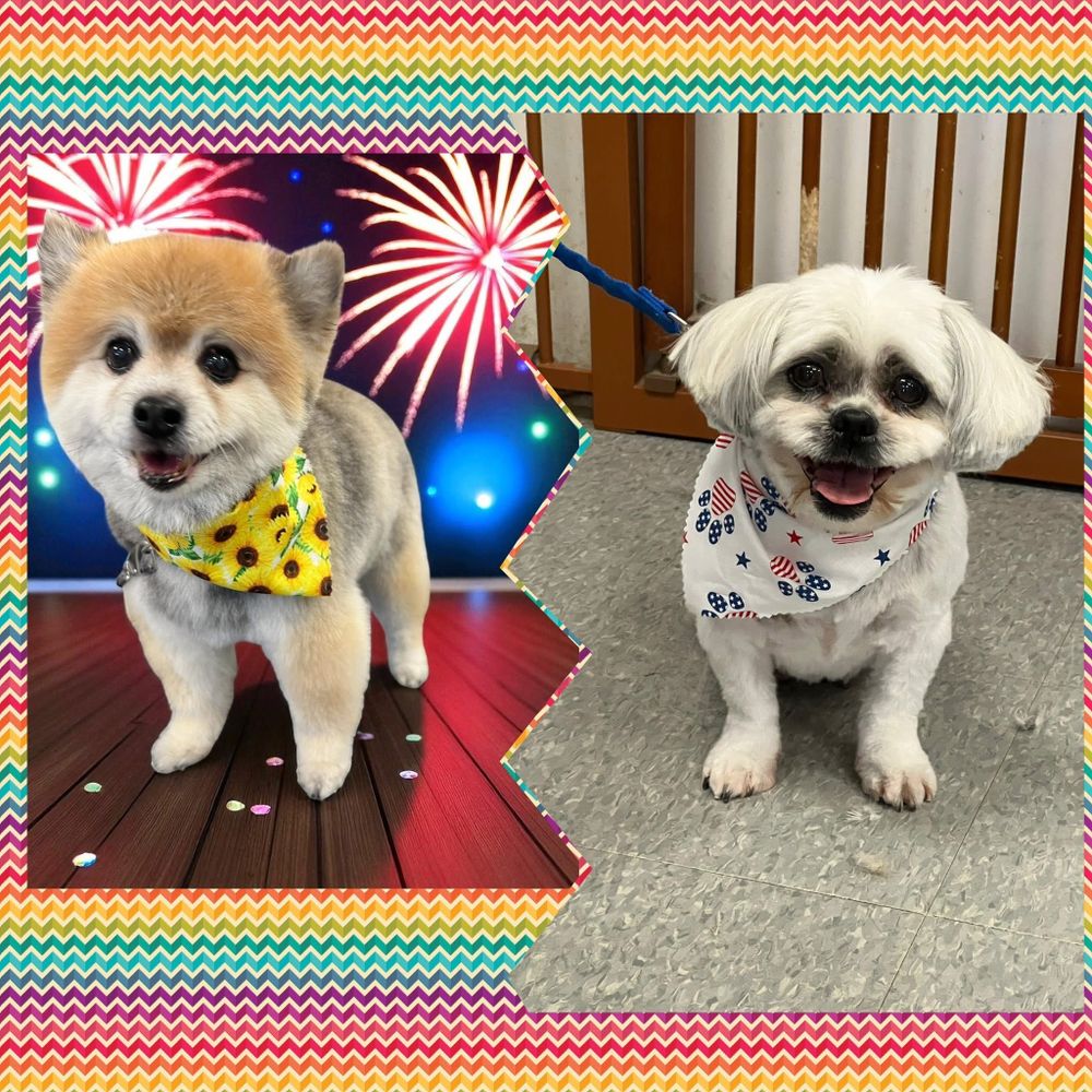 POOCHIE BATH GROOMING - Updated December 2025 - 27 Photos & 31 Reviews ...