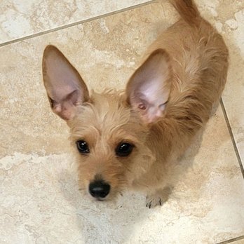 LONG BEACH ANIMAL CARE SERVICES - Updated May 2024 - 79 Photos & 110 ...