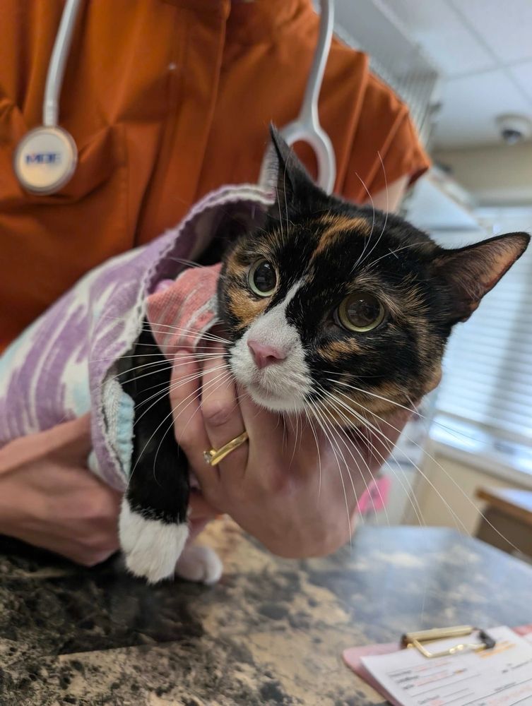 DENVER CAT HOSPITAL - Updated December 2025 - 11 Photos & 17 Reviews ...