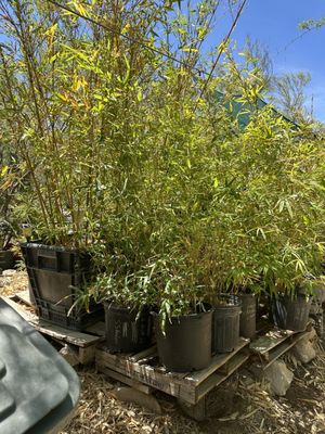 BAMBOO RANCH - Updated August 2025 - 21 Photos - 1901 N Avenida Azahar ...