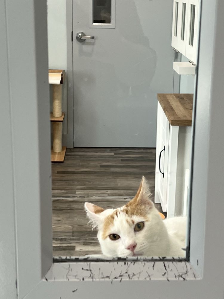 WHISKERS WORKSPACE - Updated December 2025 - 12 Photos - 4699 Central ...