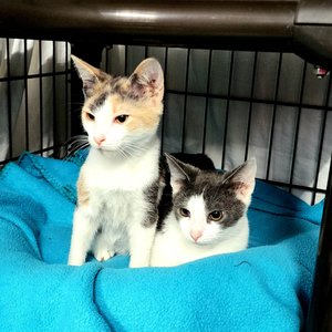 SMALL MIRACLES CAT & DOG RESCUE - Updated June 2025 - 15 Photos & 83 ...