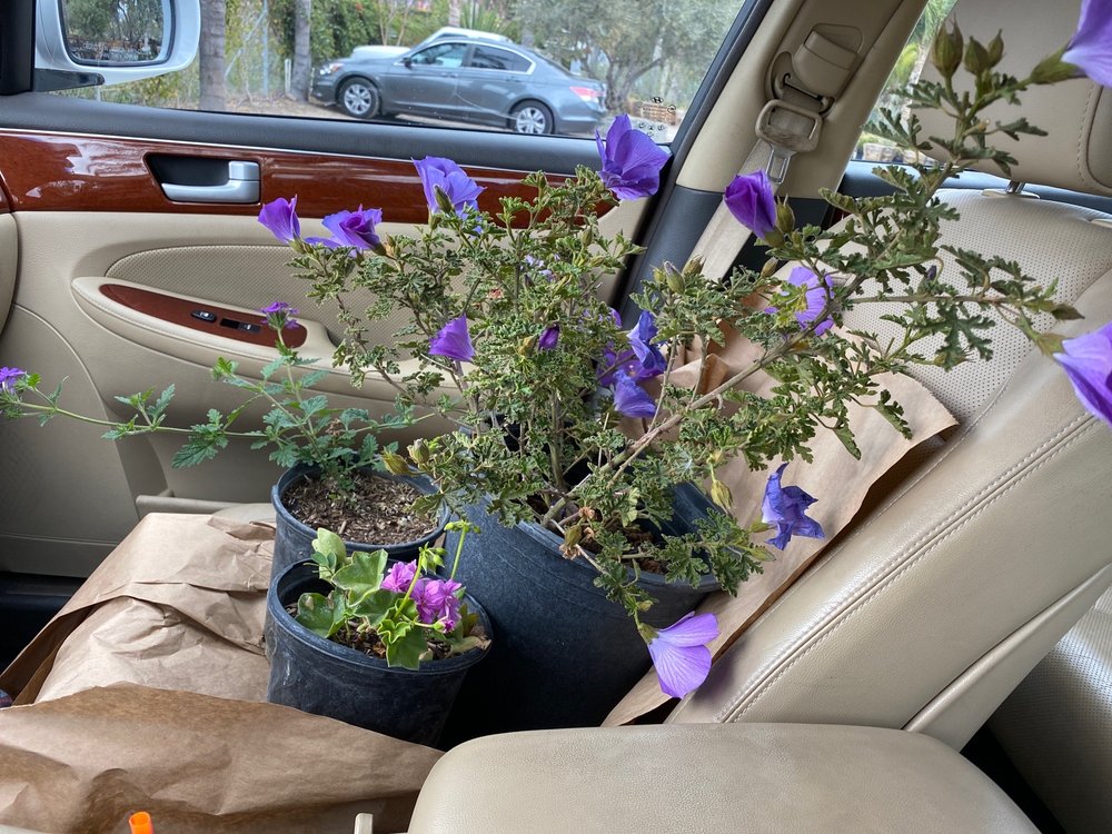 Sterling Gardens Nursery Updated December 2024 51 Photos And 57