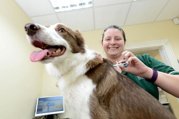 RAOUL DOWDING VETERINARY SURGERONS - Updated October 2025 - 19 Photos ...