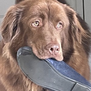 SPRING GREEN PUPS - Updated November 2025 - S10405A Little Bear Rd ...