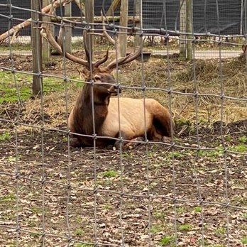 WISCONSIN DEER PARK - Updated July 2025 - 254 Photos & 136 Reviews ...