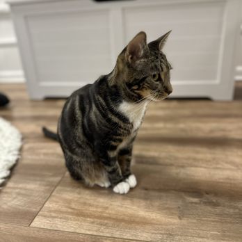 CATFE MONTCLAIR - Updated December 2025 - 35 Photos & 12 Reviews - 356 ...