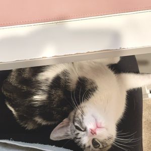 SIMI VALLEY ANIMAL SHELTER - Updated May 2025 - 15 Photos - 670 W Los ...