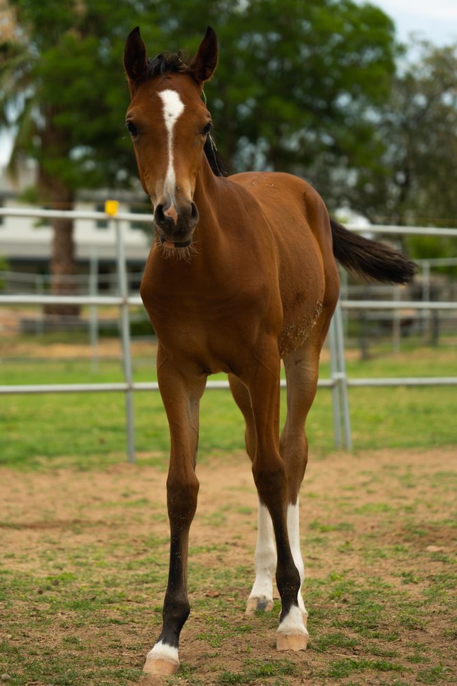 DANA PAYNE SCOTT ARABIANS - Updated November 2025 - 7515 N 185th Ave ...