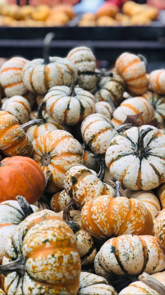 MERRYMEAD FARM - 164 Photos & 183 Reviews - 2222 S Valley Forge Rd ...