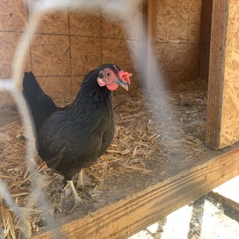 FERRARI FARMS - Updated October 2025 - 191 Photos & 69 Reviews - 4701 ...