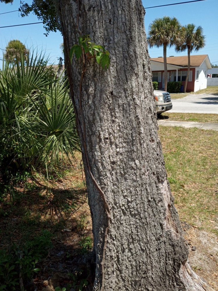 HERE AT ONE EYE WILLIE TREE SERVICE WE DO IT ALL - Request a Quote ...