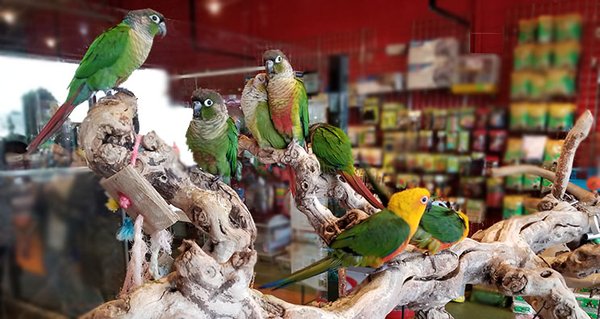 ALL PETS CLUB - Updated December 2025 - 69 Photos & 63 Reviews - 479 E ...