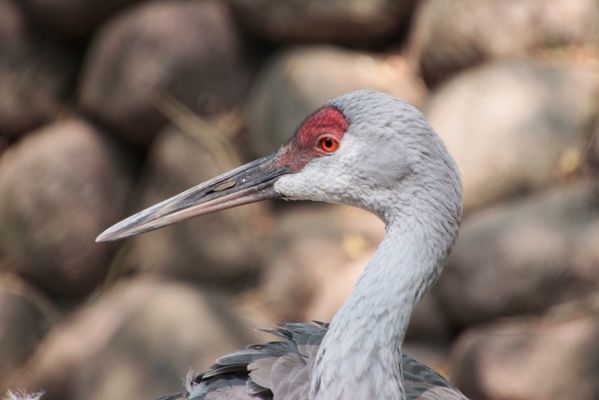 COSLEY ZOO - Updated December 2025 - 330 Photos & 150 Reviews - 1356 N ...