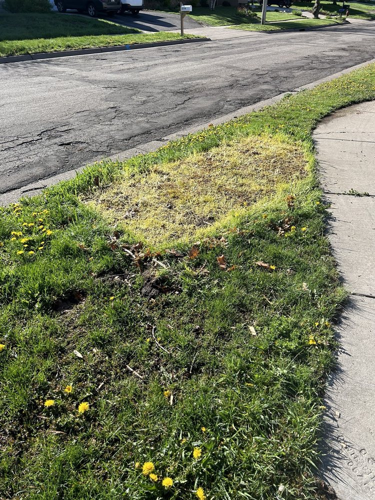 ARBOR CARE TREE SERVICE - Updated July 2025 - 1770 Burns Ave, Inver ...