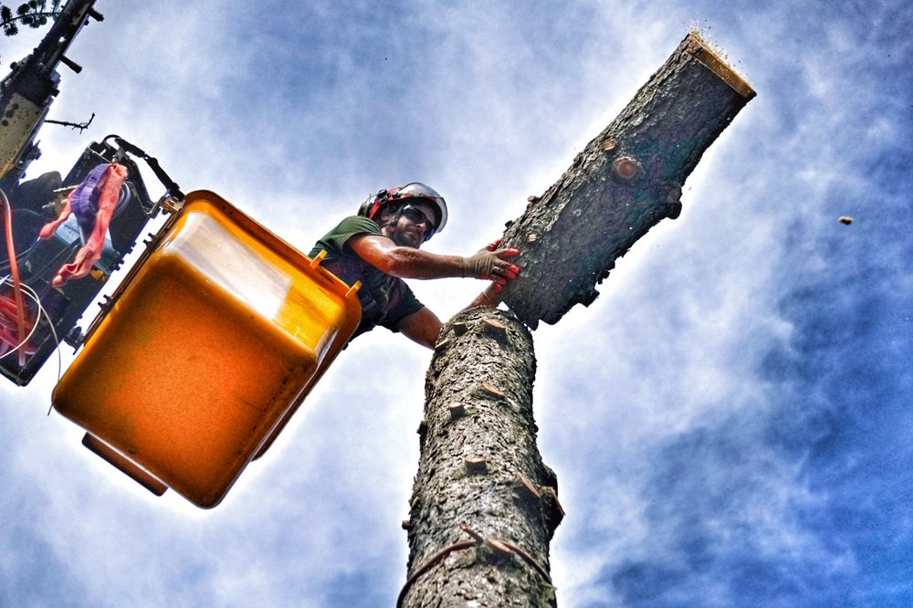 Pine Valley Tree Service - Updated May 2026 - 14 Photos & 11 Reviews ...