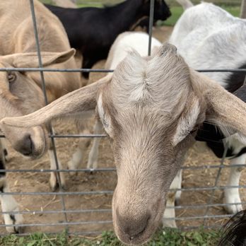 CROOKED CREEK FARM DAIRY - Updated October 2025 - 58 Photos & 14 ...