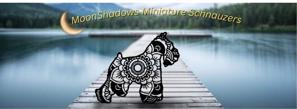 MOONSHADOWS MINIATURE SCHNAUZERS - Updated May 2026 - Request ...