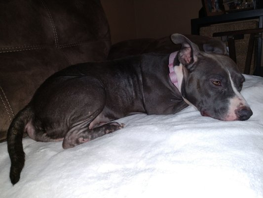 BARCS with 89 Reviews & 56 Photos - 2490 Giles Rd, Baltimore, Maryland ...