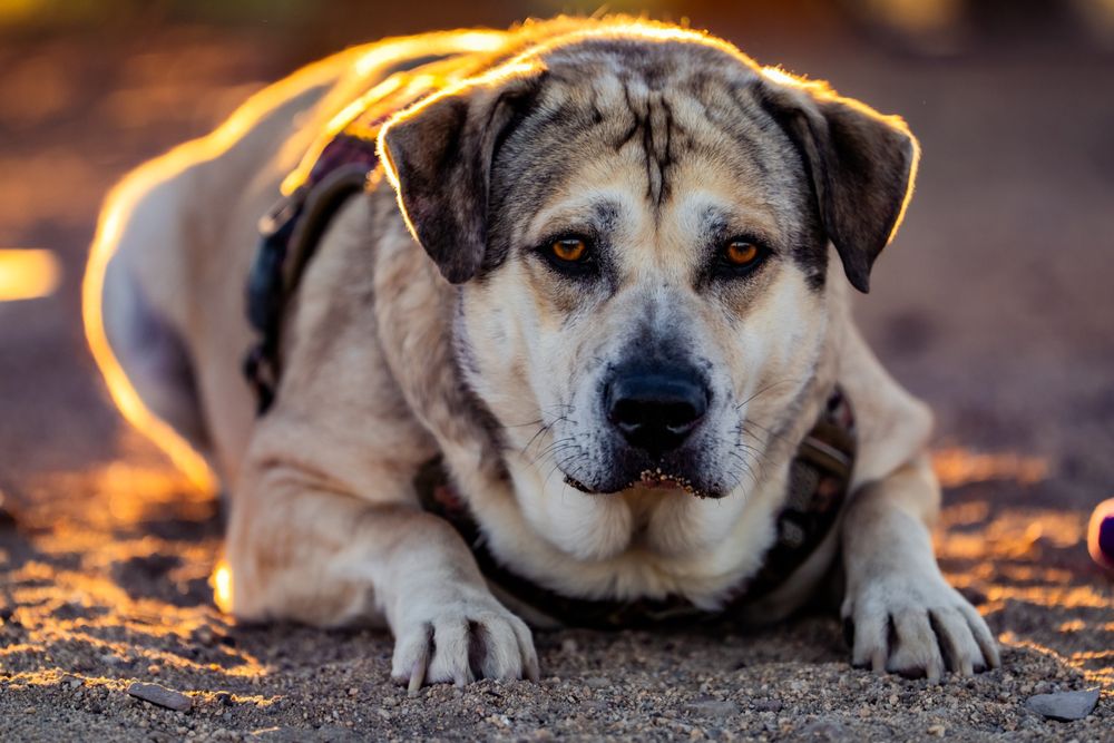 FORT IRWIN DOG PARK - Updated November 2024 - Fort Irwin, California ...
