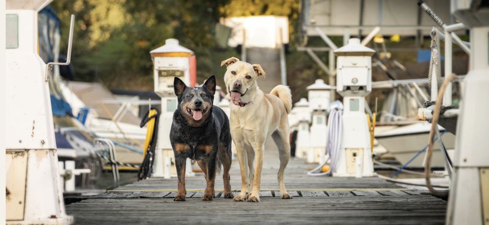 LUCKY DOG PET LODGE - Updated June 2026 - 30 Photos & 89 Reviews - 1067 ...