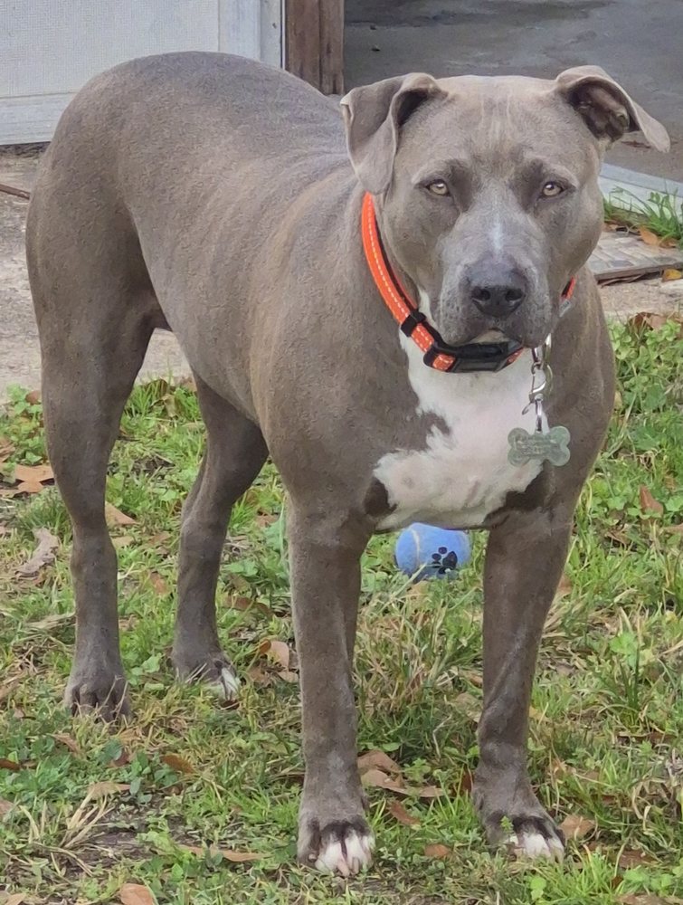 SHOO POO DOGGY POO REMOVAL - Updated July 2025 - Request Information ...