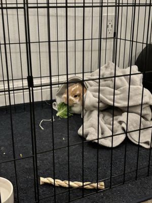 AMAZING SMALL ANIMAL PRACTICE - Updated November 2025 - 80 Photos & 168 ...