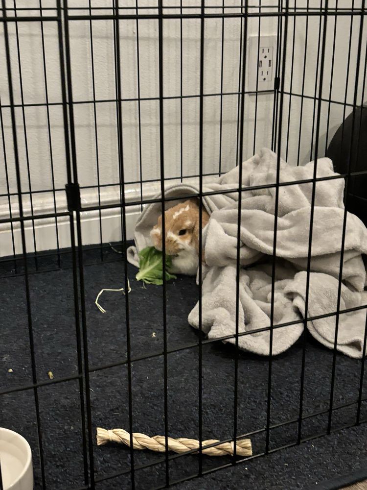 AMAZING SMALL ANIMAL PRACTICE - Updated January 2026 - 92 Photos & 175 ...