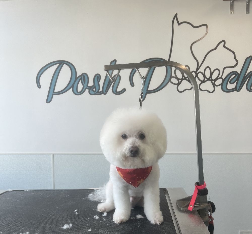 POSH POOCH - Updated September 2025 - 442 Photos & 216 Reviews - 350 ...