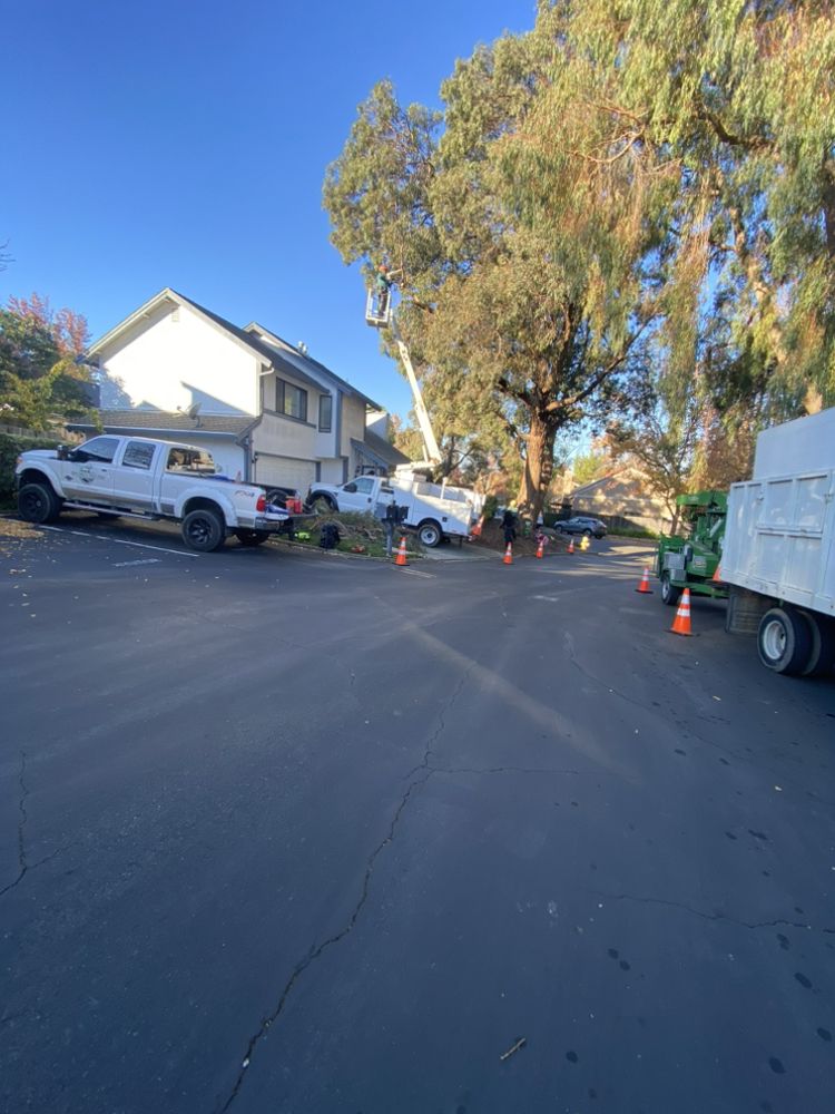 BAY AREA TREE PRO - Updated August 2025 - 133 Photos & 100 Reviews ...
