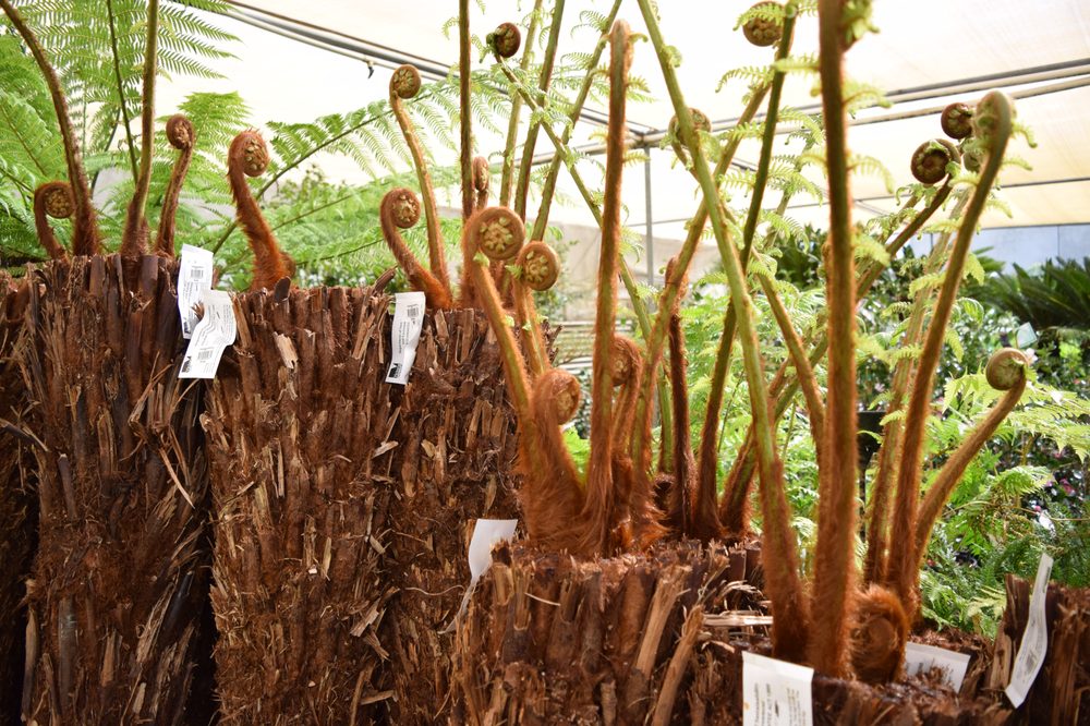 PLANTMARK THOMASTOWN - WHOLESALE PLANT NURSERY - Updated October 2025 ...