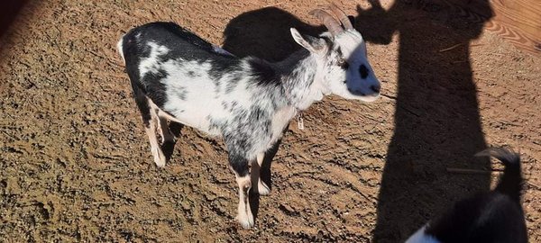 DDD RANCH - Updated November 2024 - Snowflake, Arizona - Ranches ...