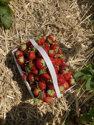 DEEPLY ROOTED FARMS - Updated September 2025 - Route 72, Harwinton ...