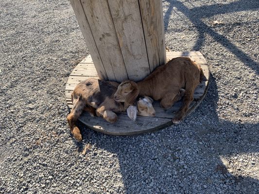 CRITTER LANE PETTING ZOO - Updated March 2025 - 53 Photos & 20 Reviews ...
