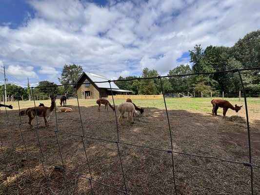 HOLL & STONE FARMS - Updated May 2025 - 14 Photos - 920 Buffaloe Rd ...