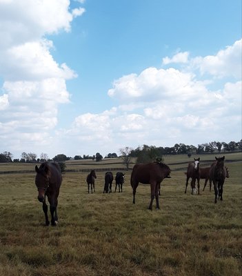MAGDALENA FARM - Updated December 2025 - 12 Photos - 2651 Russell Cave ...