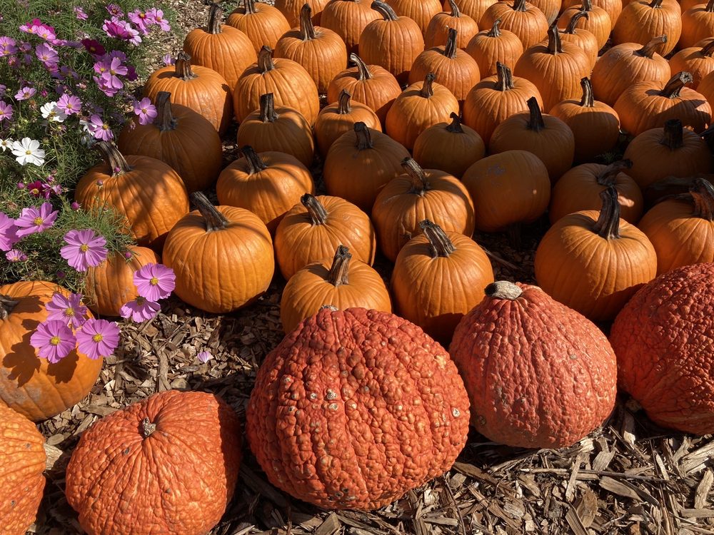 HAPPY DAY FARM - Updated November 2025 - 595 Photos & 204 Reviews - 106 ...