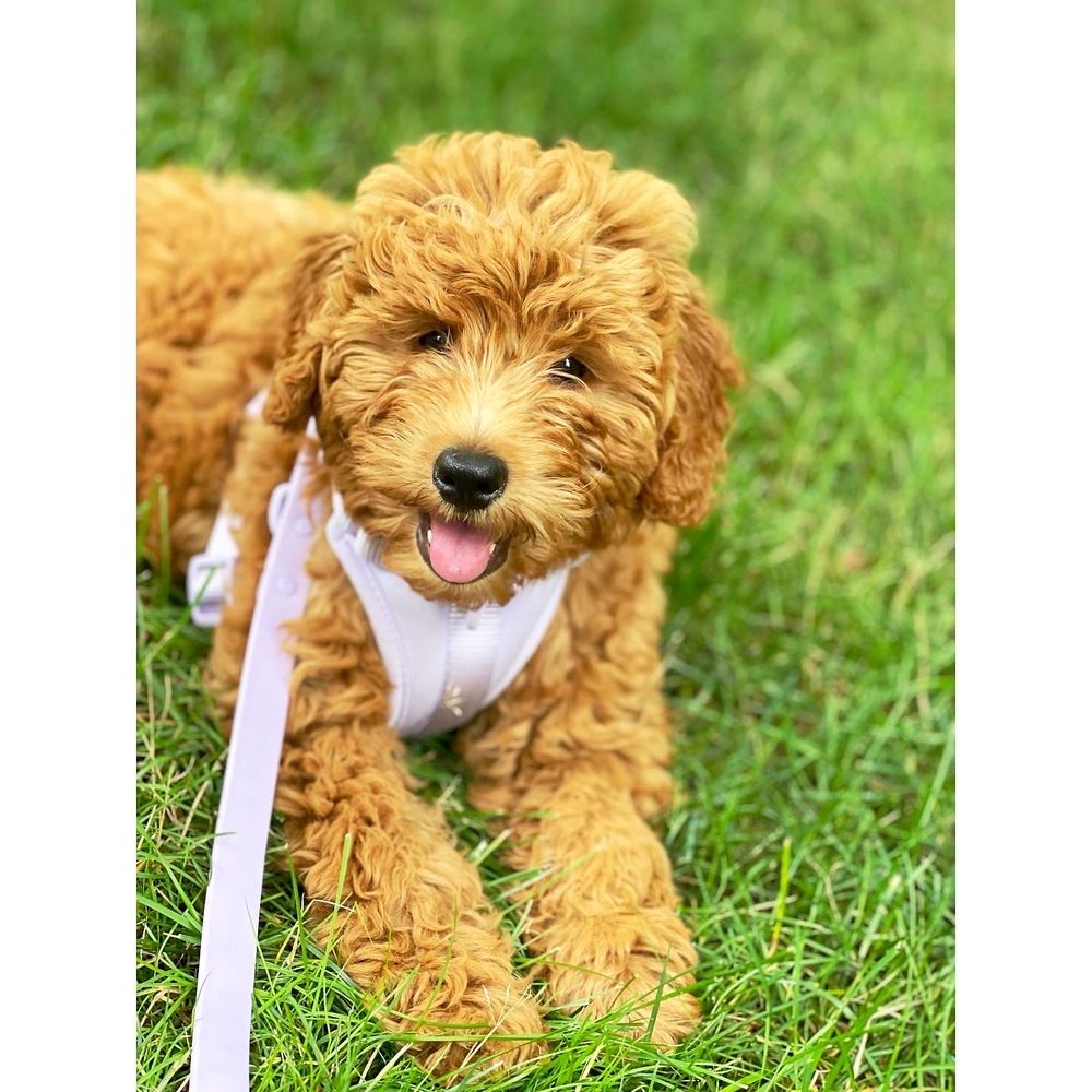 AMERICAN GOLDENDOODLE - Updated May 2025 - 101 Photos & 51 Reviews ...