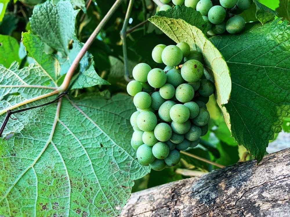 Viandel Vineyard, Mountain View | Roadtrippers